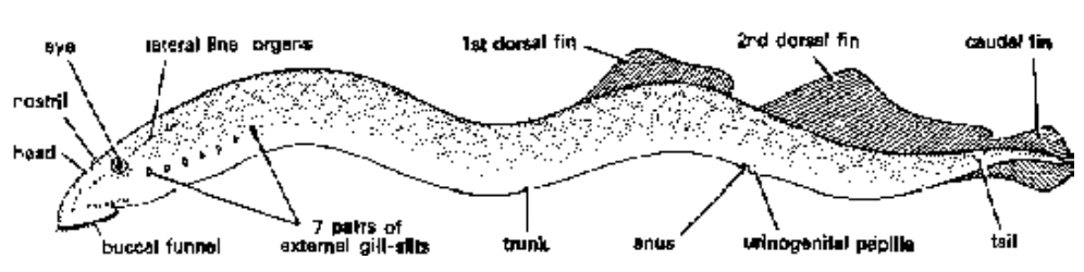 Agnatha Digestive System